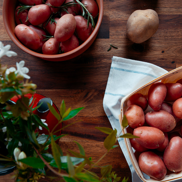 About Amercook – Amercook Europe